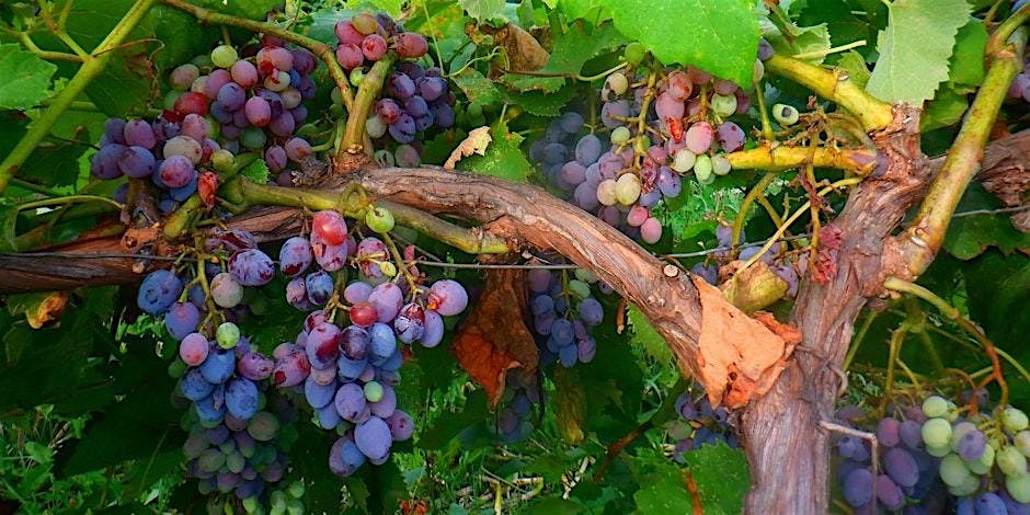 Growing Berries, Braddock Farms, 4 June 2024 | AllEvents