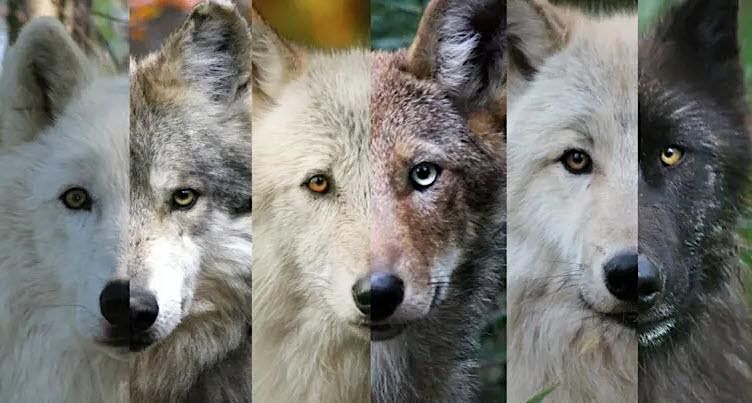 Learn About Wolves from the Wolf Conservation Center, April 12 2023 ...