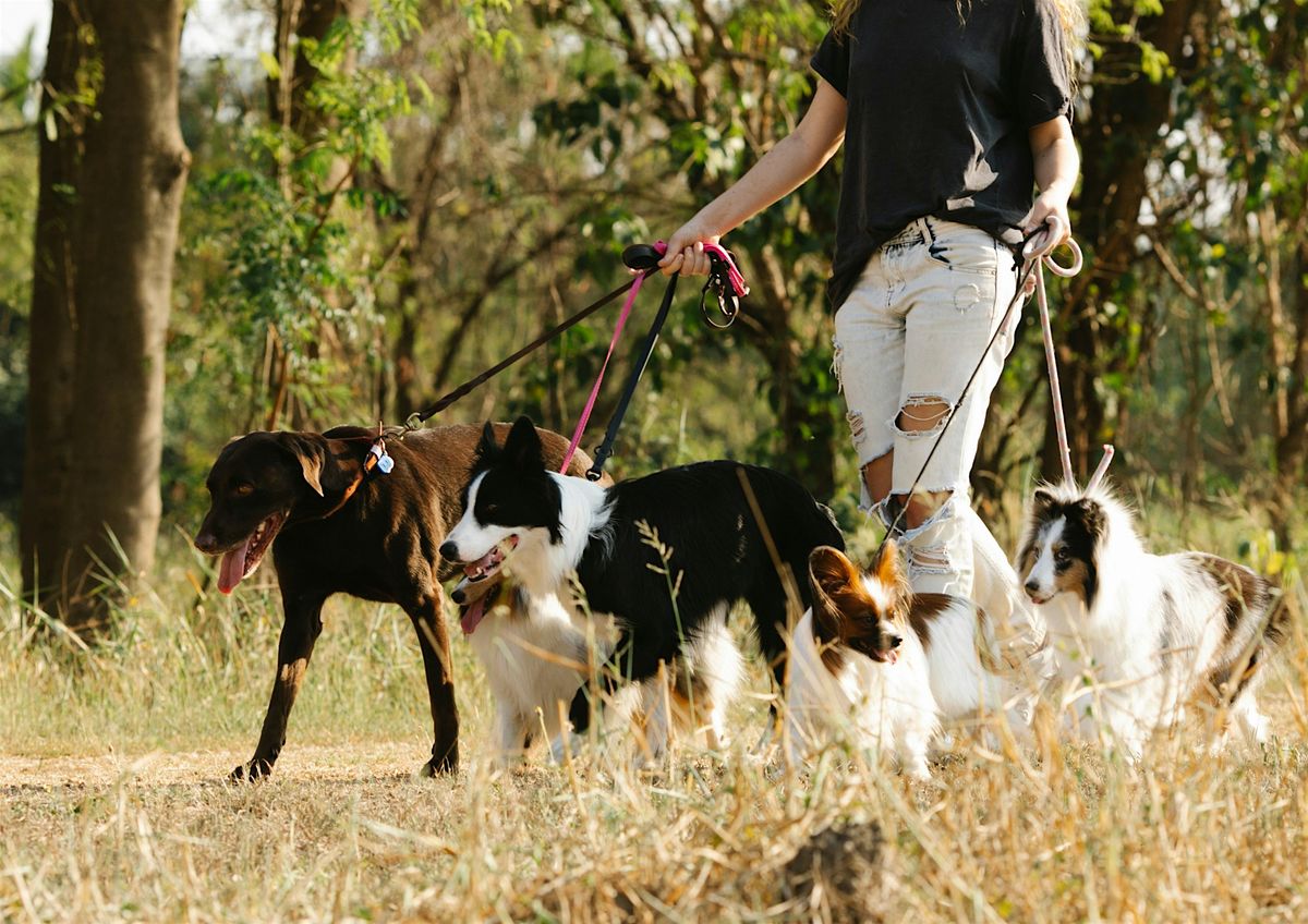 Community Dog Walk, The Club at Mill Green, Hatfield, 17 July 2024 ...