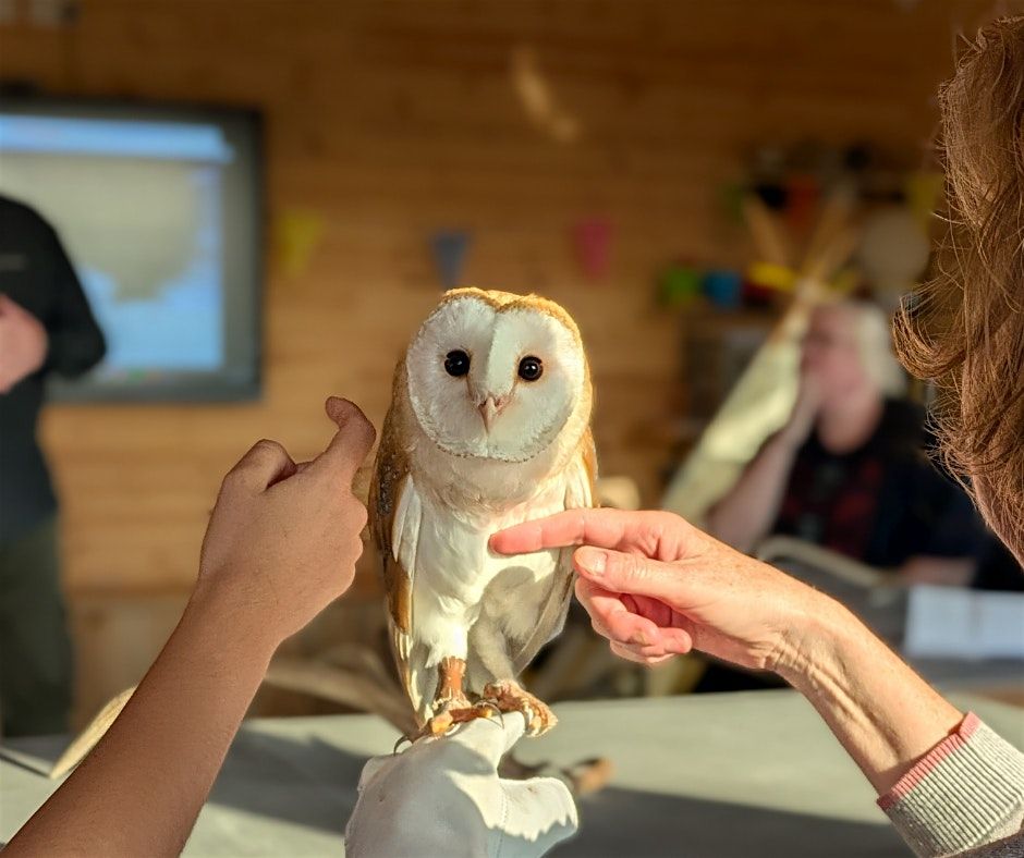 Meet a Barn Owl, Lunt Meadows, Liverpool, 2 December 2025 | AllEvents