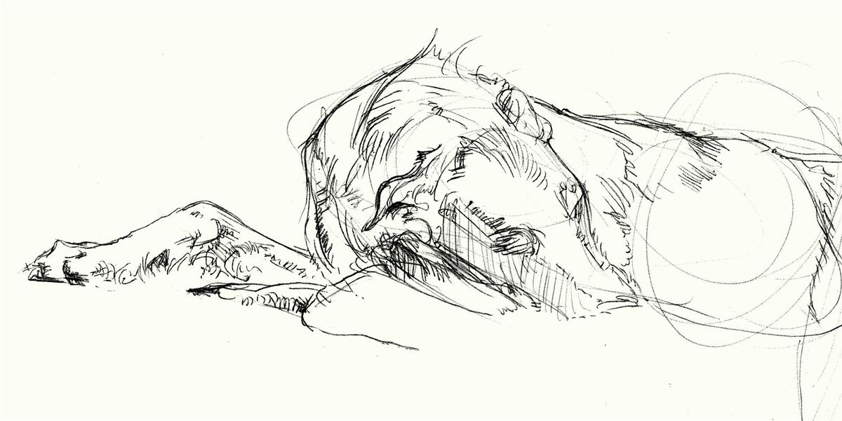 Drawing Animals with Lancelot Richardson, Draw Brighton, Brighton and ...