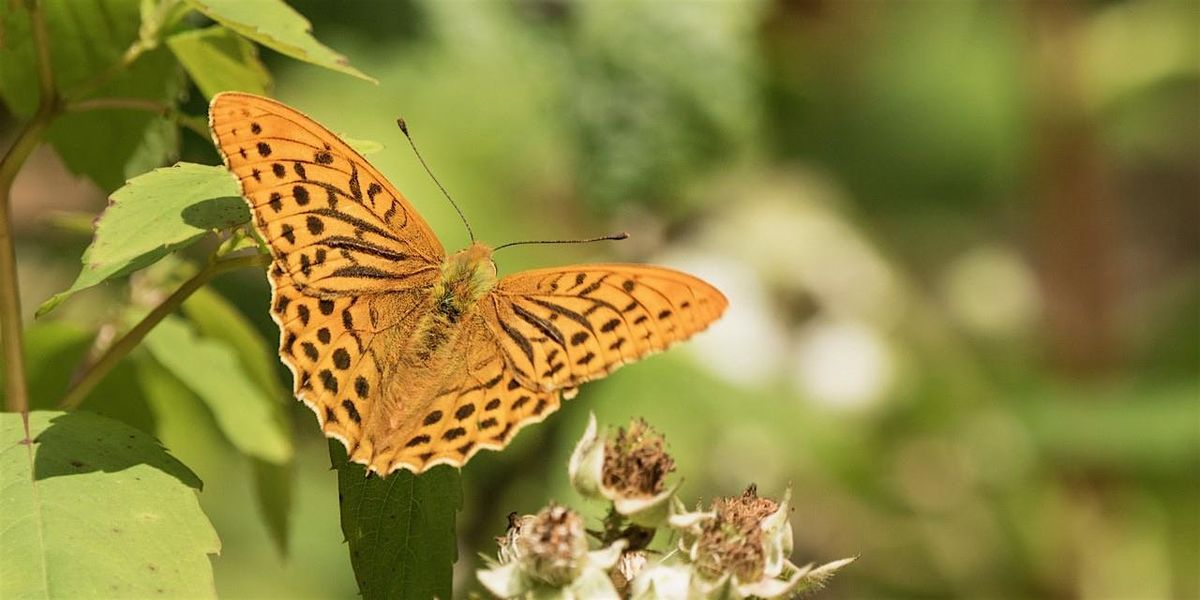 Summer Butterfly Walk, Wheatfen Nature Reserve, Norwich, 20 July to 27 ...