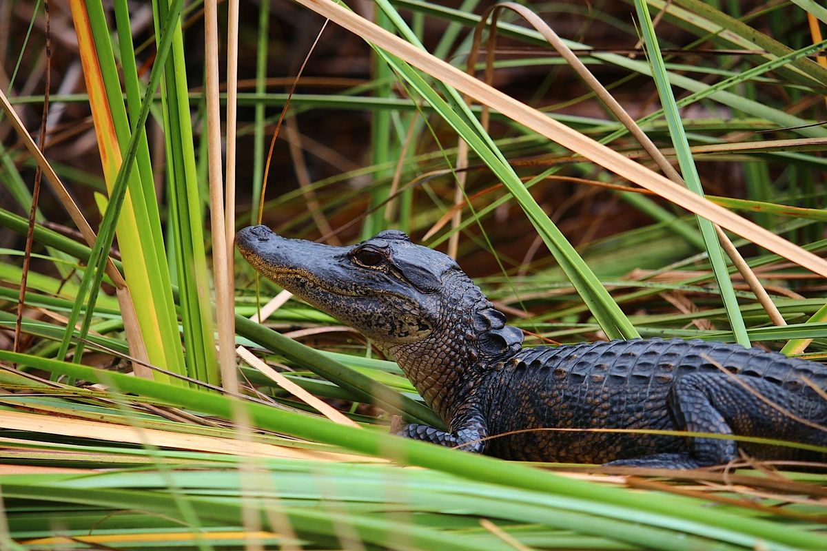 Everglades National Park Day Trip with Roundtrip Transfer, 305 Lincoln ...