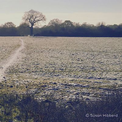 Tolworth Court Farm Fields Rewilding Day, Goals Tolworth, Worcester ...
