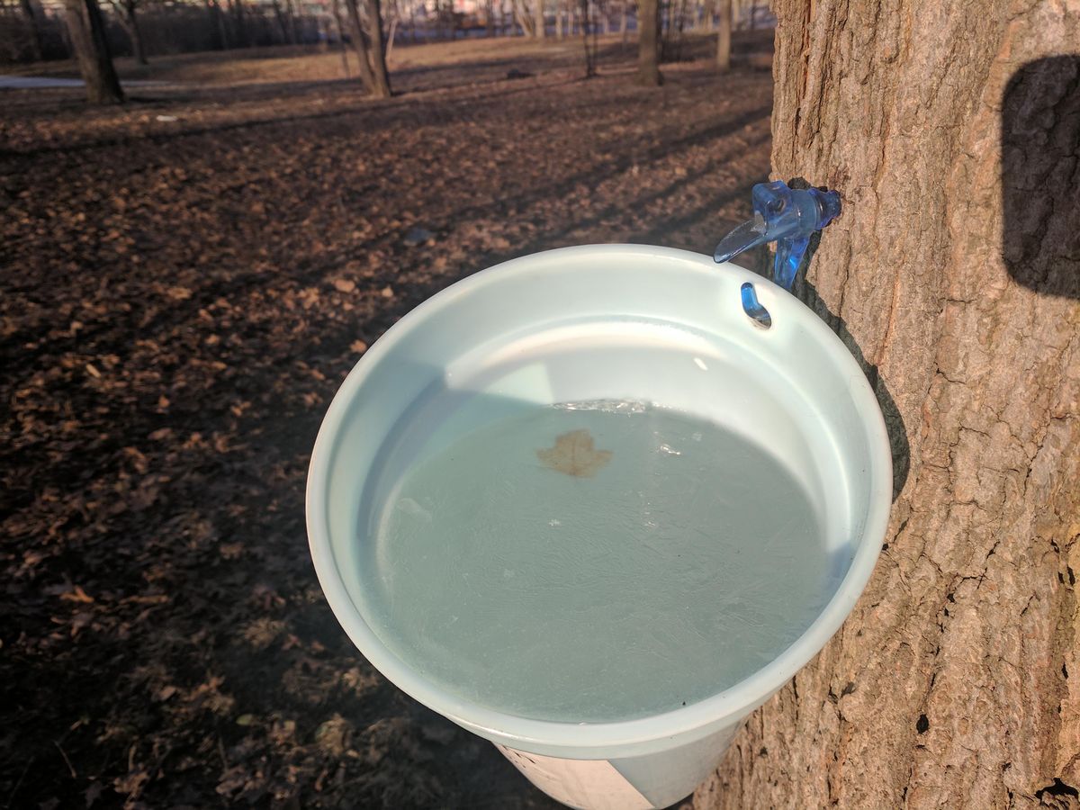 Jr. Forest Explorers // Explorateurs Forestiers Juniors, Downsview Park ...