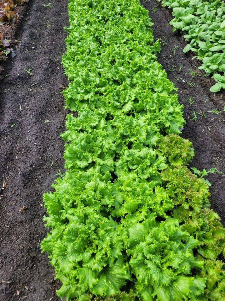 Noble roots plant Sale &Farm to table lunch, Noble Roots Farm, Eustis ...