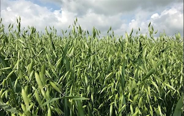 Farm walk with Tim May at Kingsclere Estates, Meet at The Vine in ...
