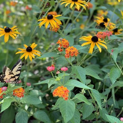 Growing a Native Pollinator Garden, The Georgetown Garden Shop, 3214 O ...