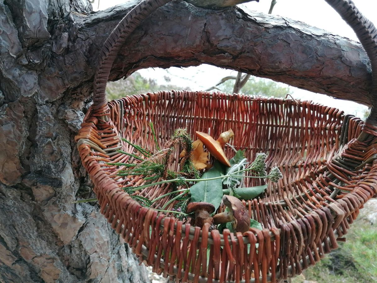 Useful Nature foraging walk, Merkinch Local Nature Reserve, Inverness ...