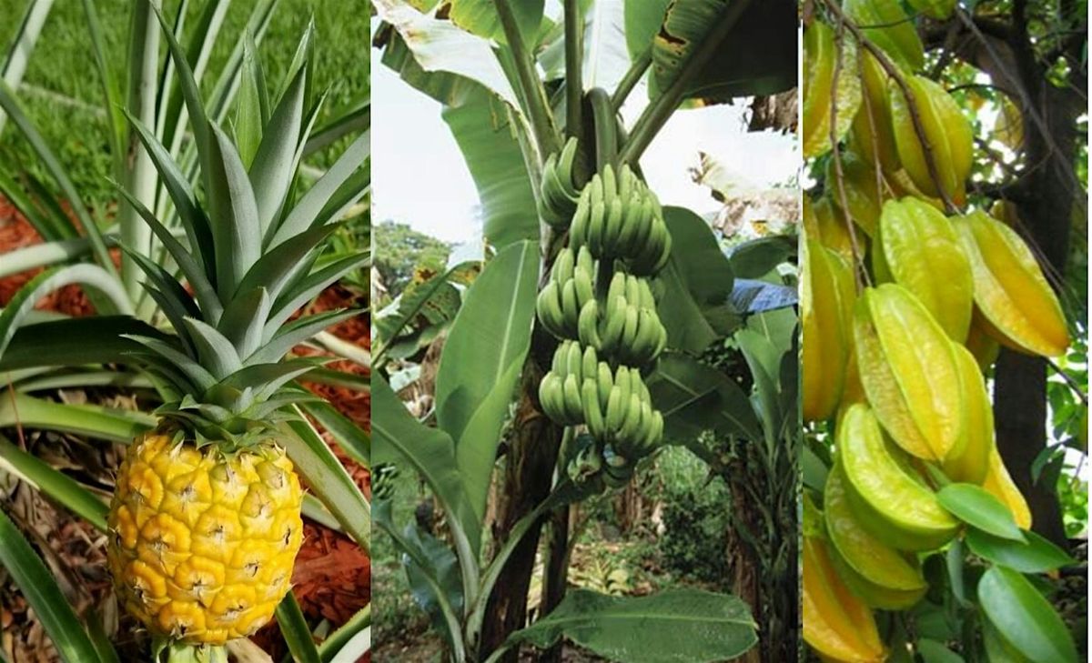 Cultivating a Food Forest in Your Yard, Bert J Harris Agricultural ...