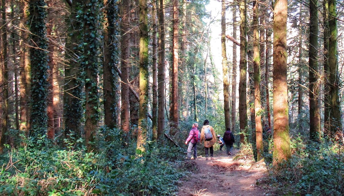Mindful in Nature - Two Themed Interlinked Forest Immersion Walks ...