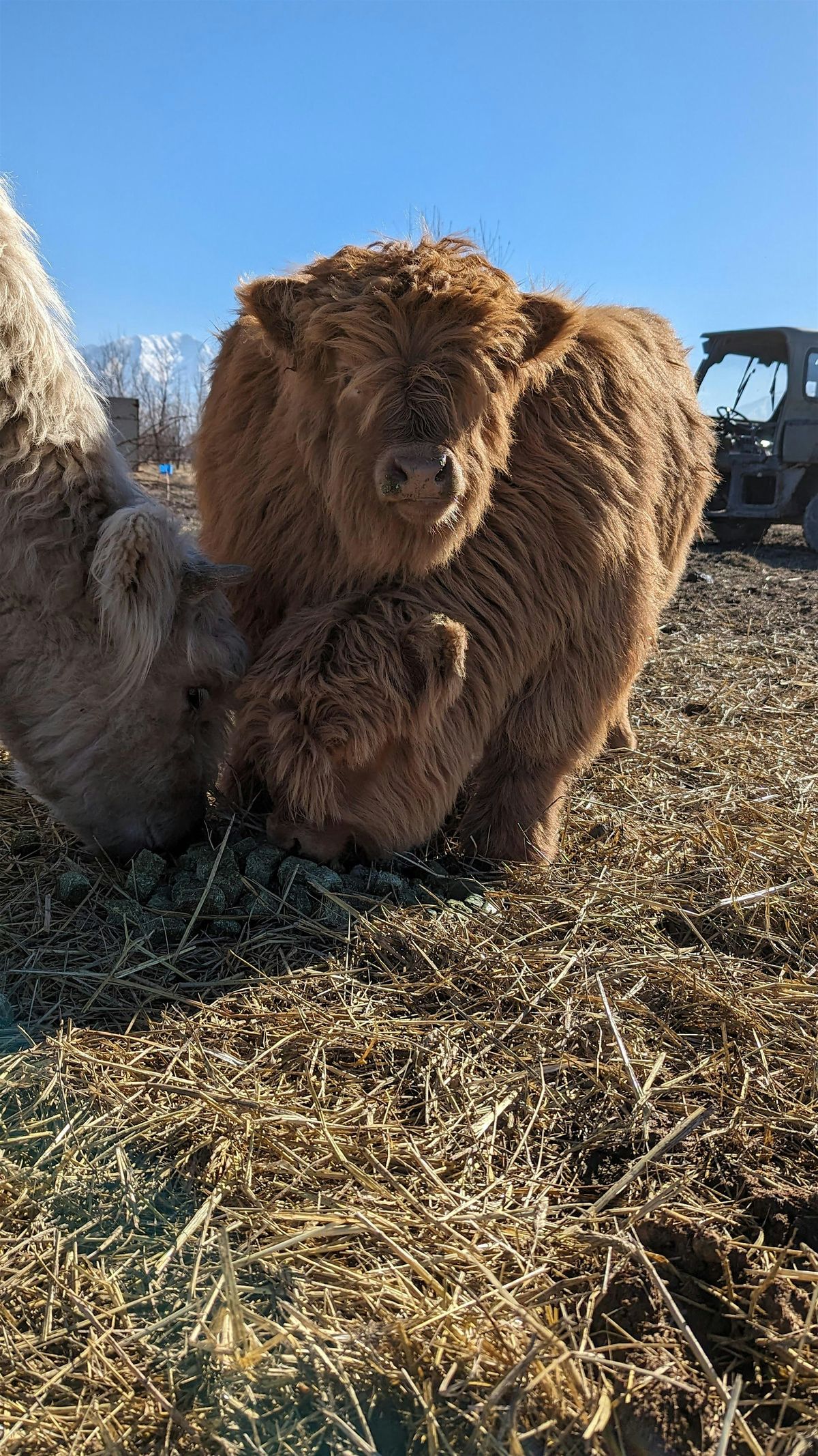 Cow Cuddle 6 00 P M Fold Of Liberty Farms Spanish Fork 18 April cow-cuddle-6-00-p-m-fold-of-liberty-farms-spanish-fork-18-april