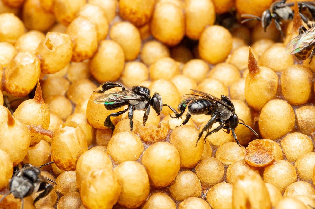 Australian Pollinator Week, IndigiScapes Centre, Capalaba, 11 November ...