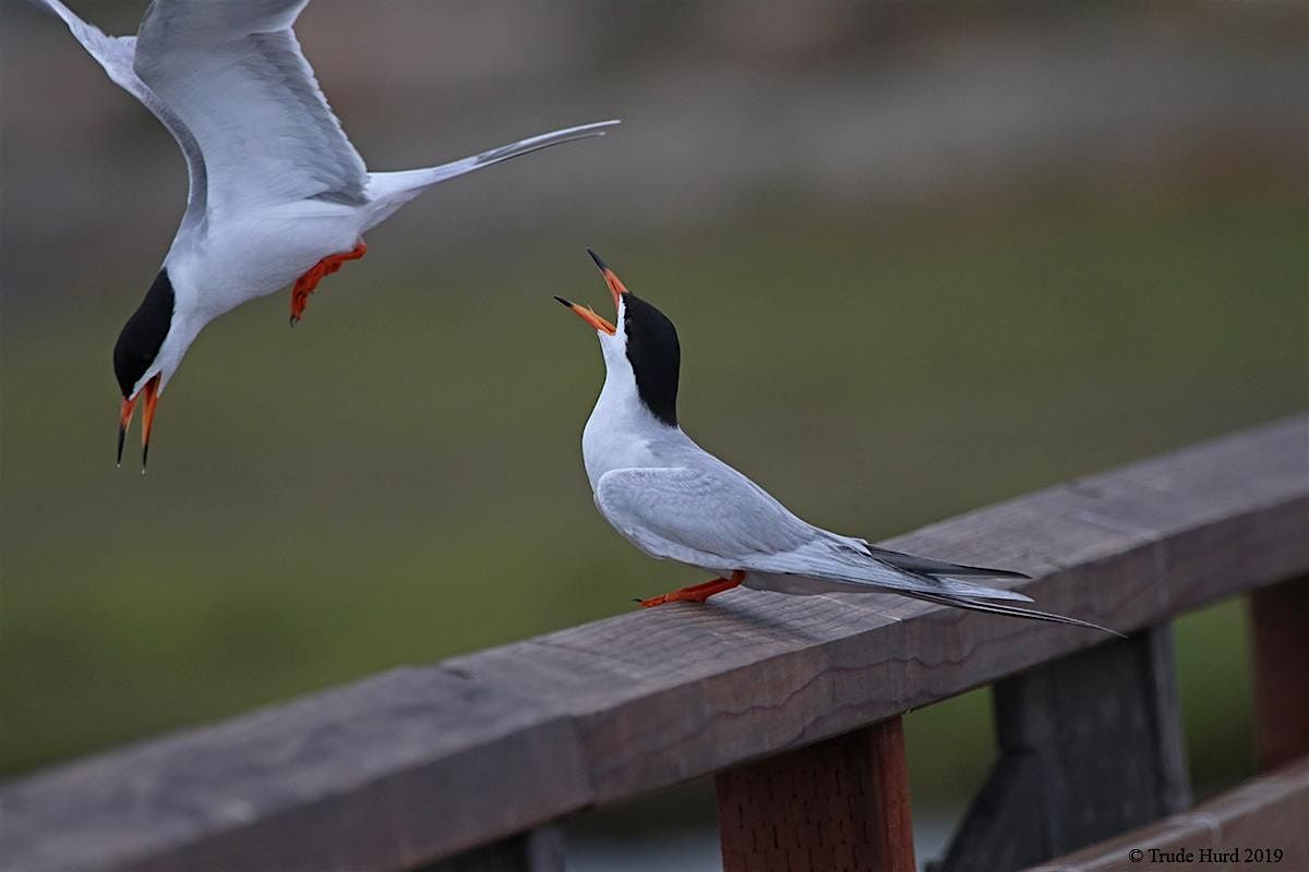 Coastal Camp 2026, IRWD San Joaquin Marsh & Wildlife Sanctuary, Irvine ...