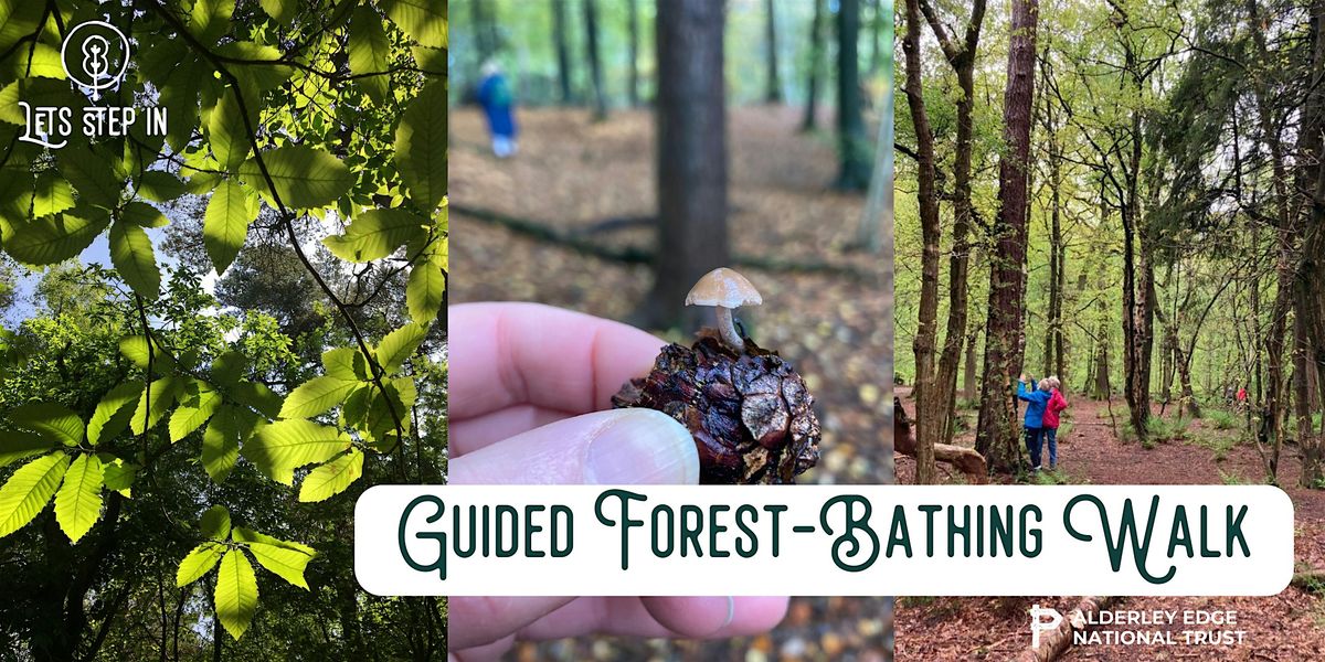 Guided Forest-Bathing Walk, National Trust - Alderley Edge and Cheshire Countryside, Nether ...