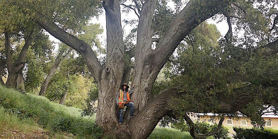 Understanding Oaks: a Tree Walk and Talk with Alison Lancaster ...