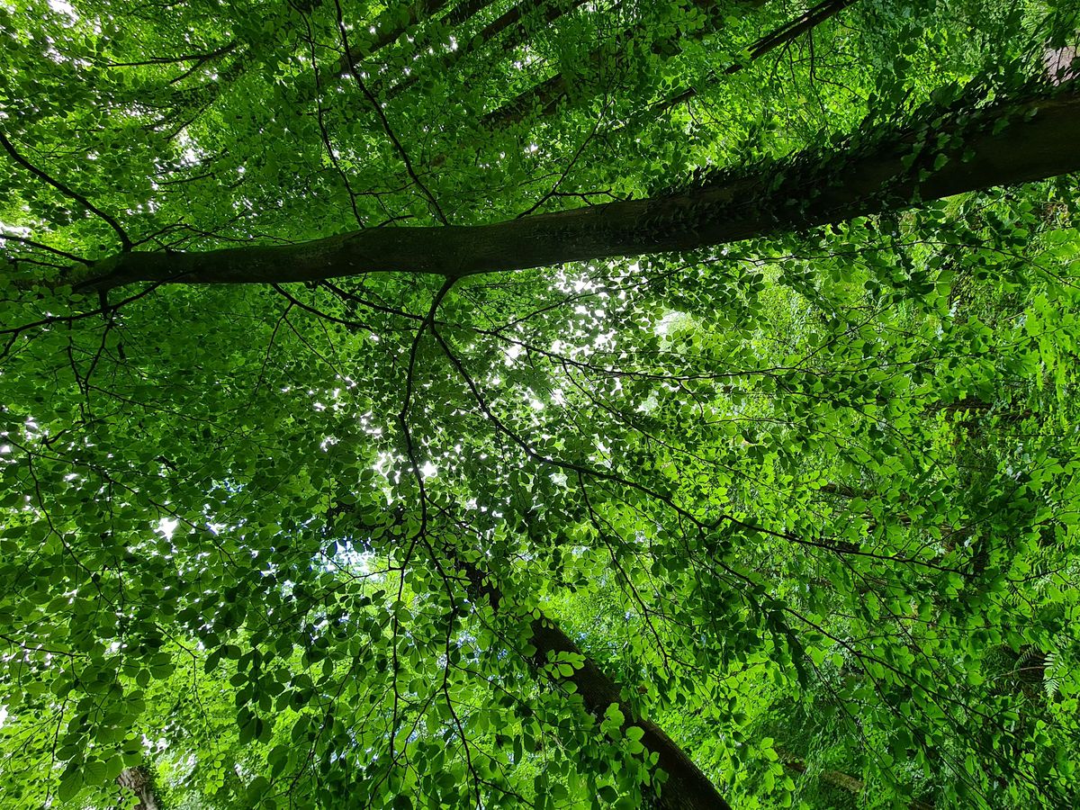 Embracing Summer Wellness Walk / Taith Gerdded Lles - Cofleidior Haf ...