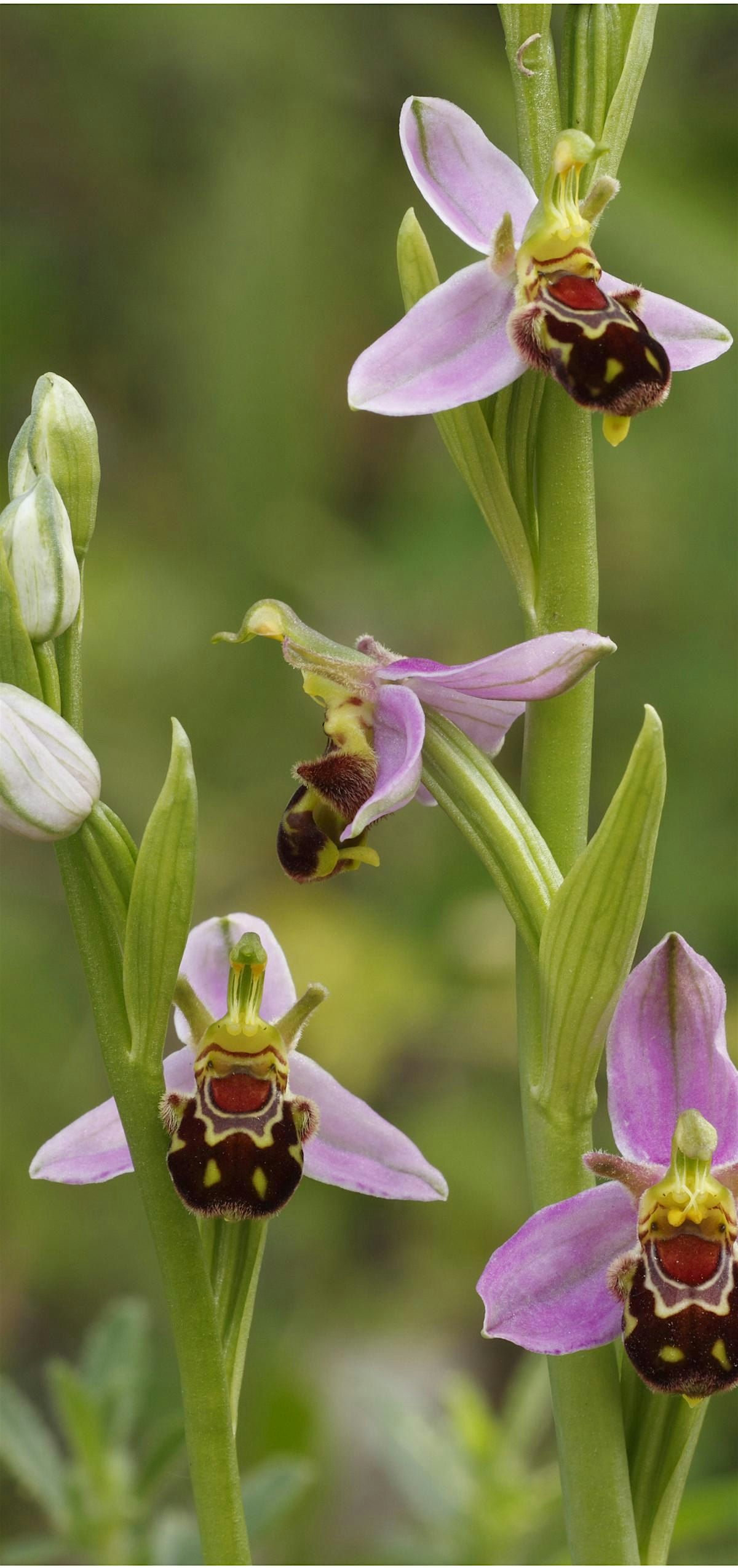 Introduction to Orchids, Tyland Barn, Maidstone, 26 May 2024 | AllEvents.in