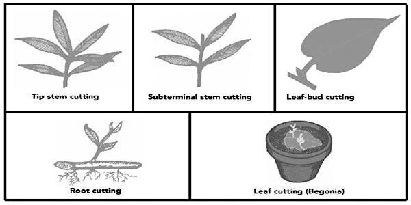 Saturday In The Gardens Plant Propagation For Beginners Uf Ifas