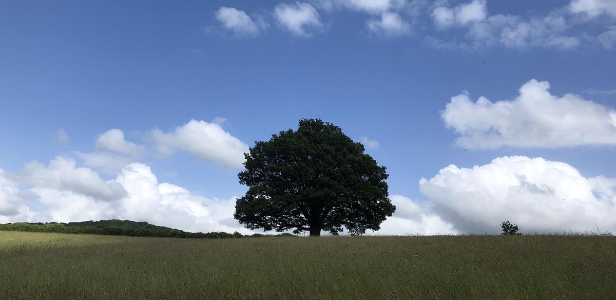 Agroforestry Open Weekend 2023, Hammonds Farm, Stroud, 20 May to 21 May ...