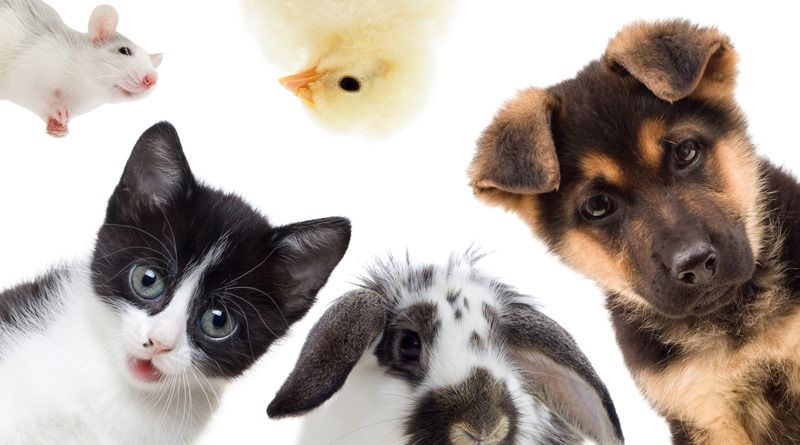 COMPLET - LISTE ATTENTE OUVERTE - Cours Communication Animale, me-je 19 ...