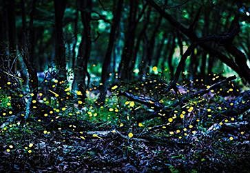 CHASING FIREFLIES & WATERFALLS - SEQ - CAMPING/HIKING/SIGHTSEEING ...