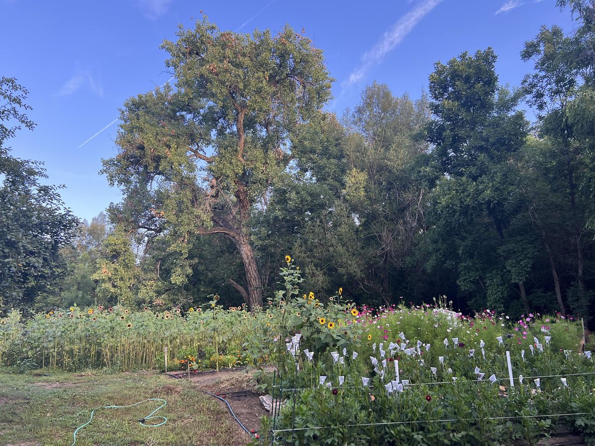 Copy of Sunflower Cutting Farm Tour, High Balsam Farm, Lakewood, 17 ...