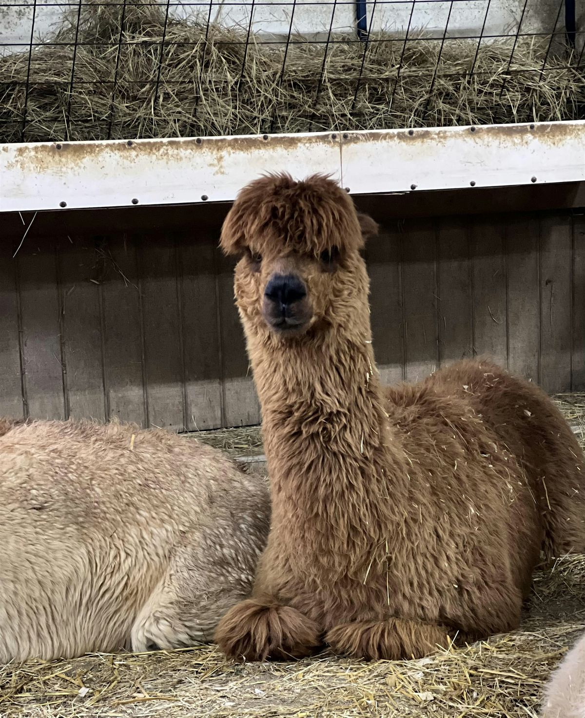 Weekend Alpaca Barn Tour at Creekwater Alpaca Farm, 2812 Centerville ...