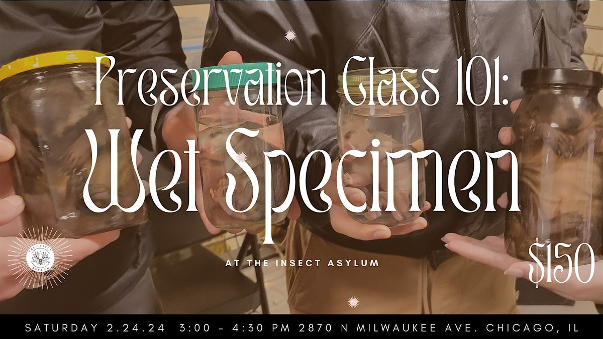 Preservation Class Part 1: Wet Specimen, The Insect Asylum, chicago, 24 ...