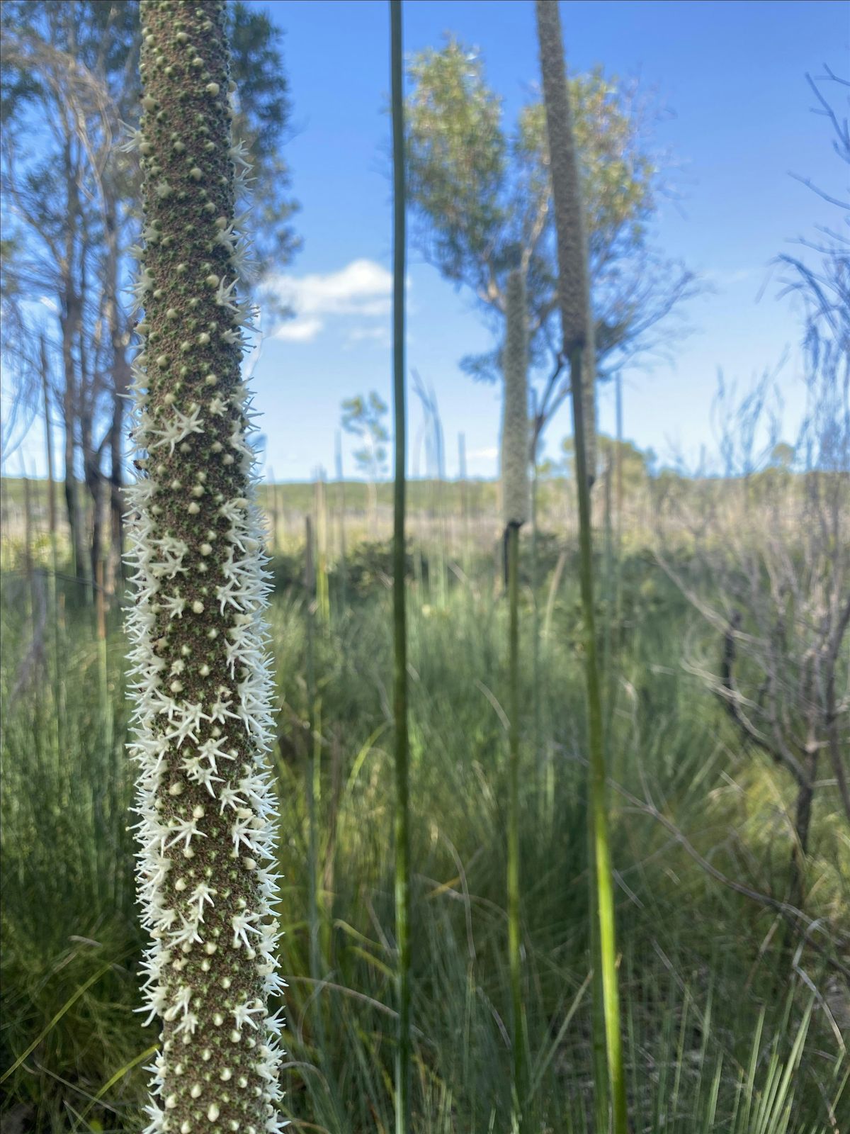 Wallum wonders of Marcus, Hawthorn Park, Marcus Beach, 25 August 2024 ...