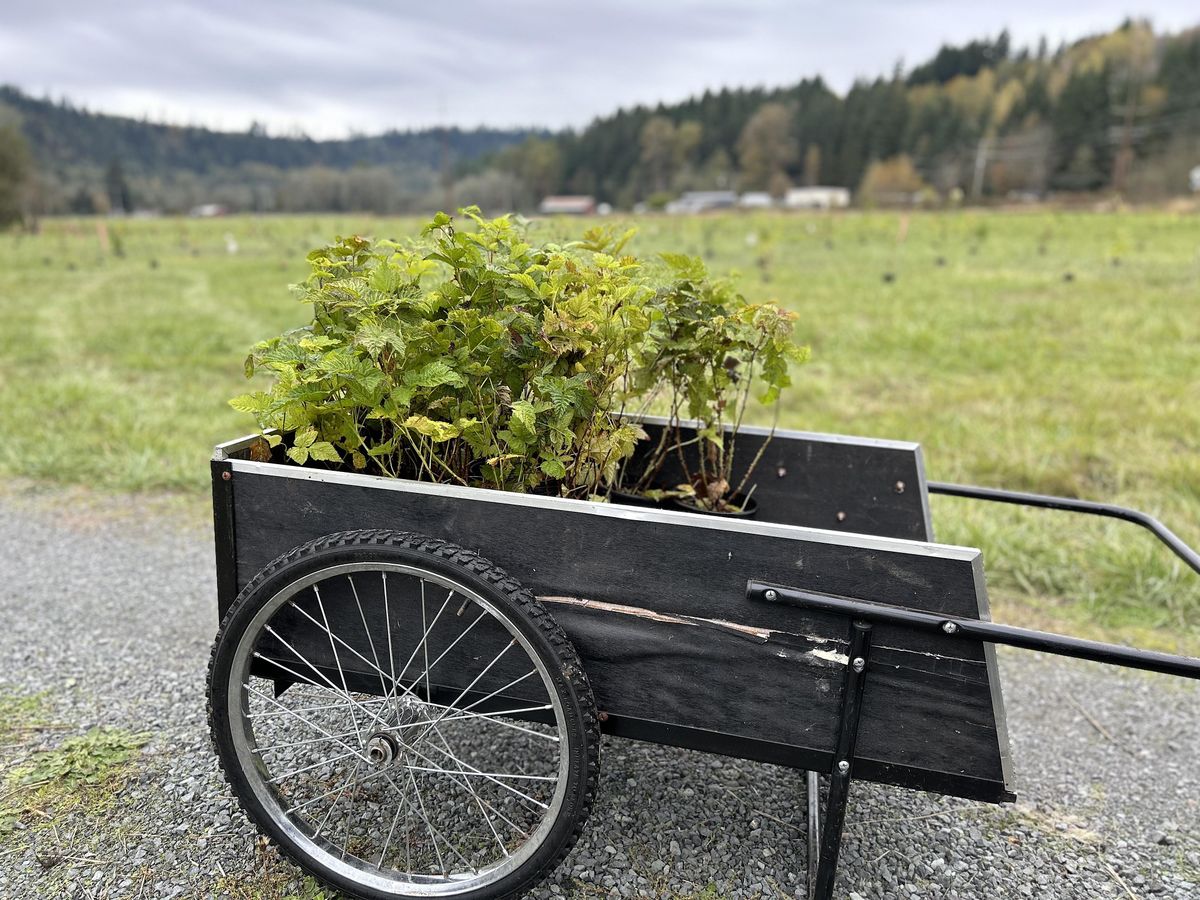 Ohop Creek Planting - 11/9, Ohop Creek Protected Area, Eatonville, 9 ...