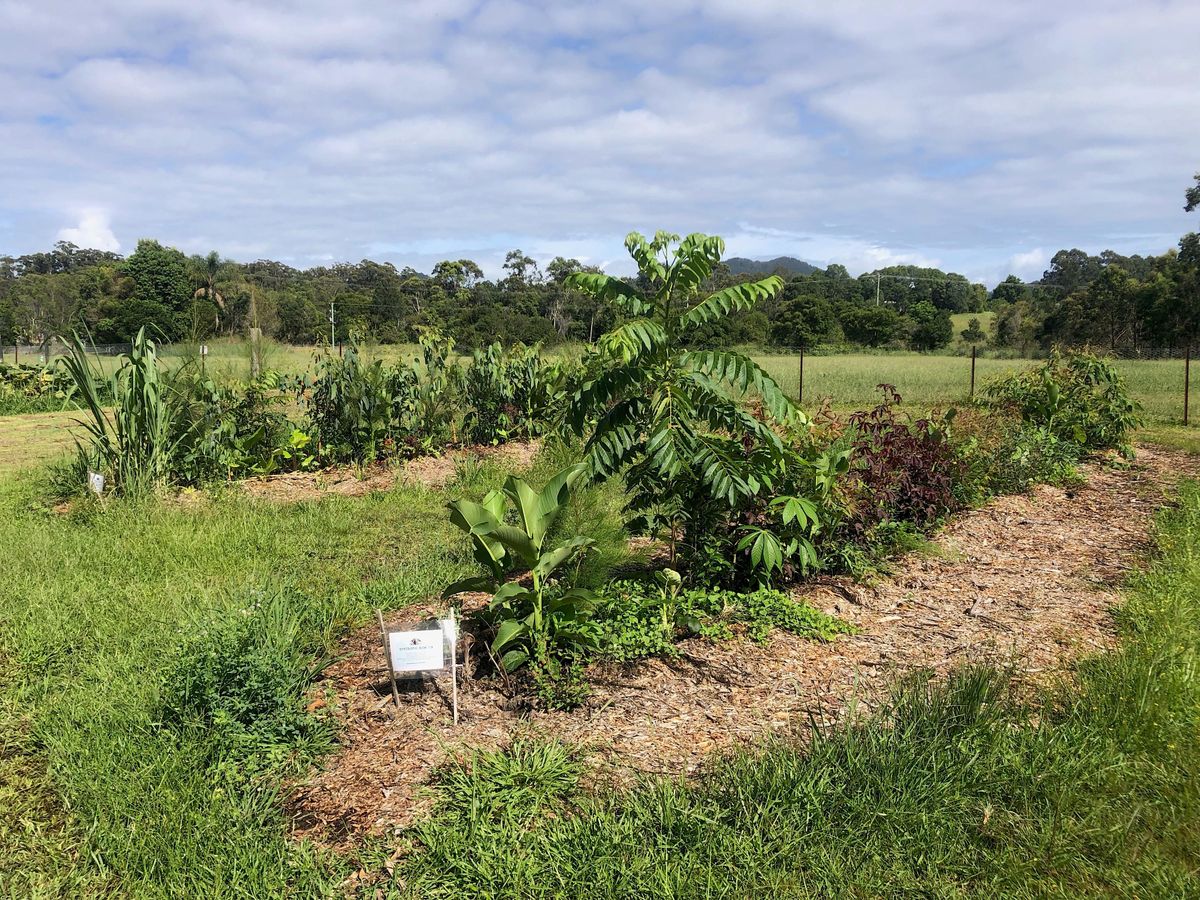 Syntropic Agroforestry Field Day, South Coffs Community Garden, Boambee ...