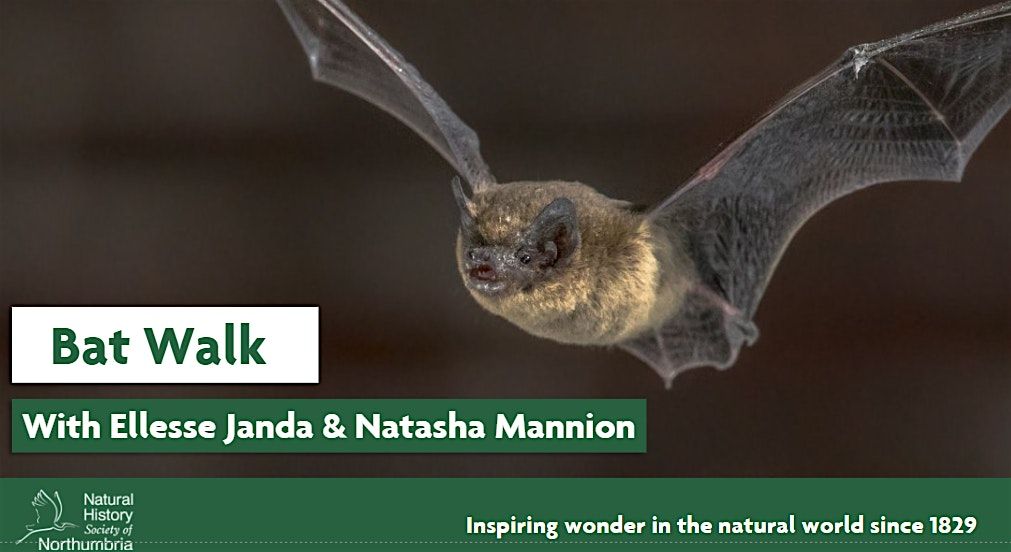 Bat Walk at Gosforth Nature Reserve, Gosforth Nature Reserve, 9 August ...