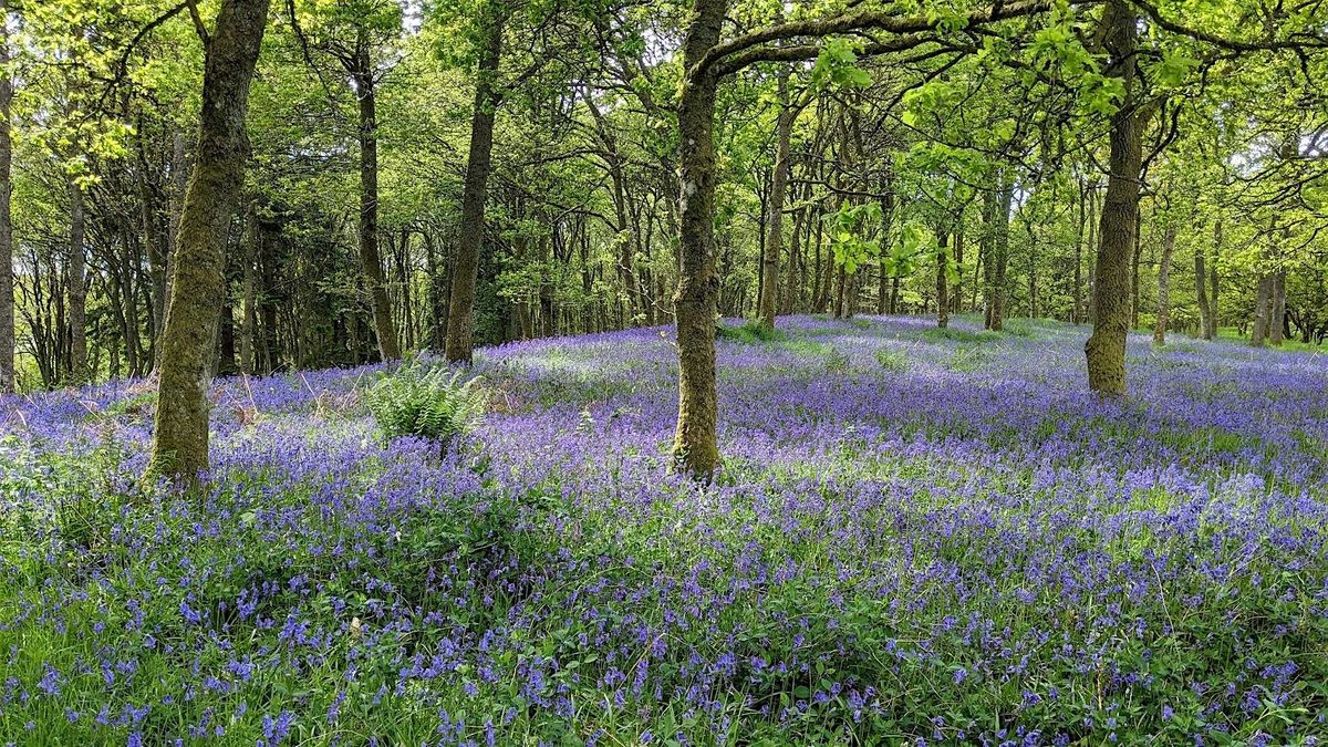 Bluebell Forest Bathing, Ruthven Community Hall, 19 May 2024 | AllEvents