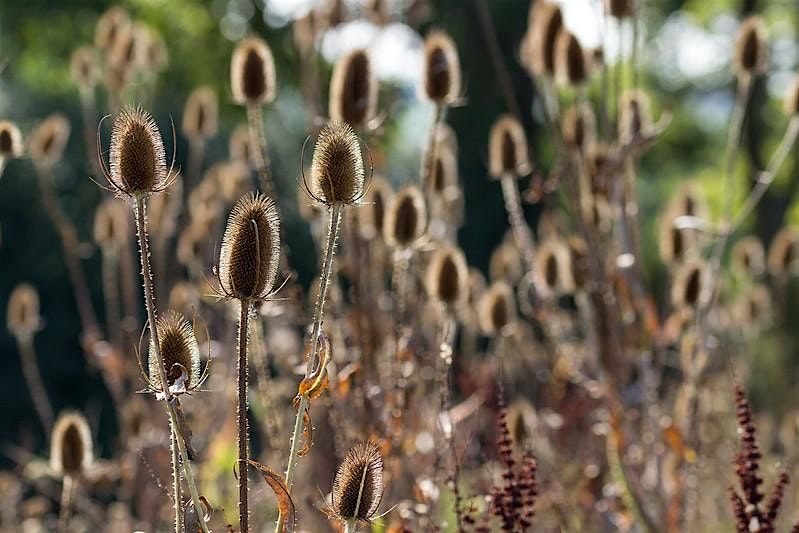 Teasel Squeezel #1, Public Road Trailhead, Lafayette, 11 April 2024 ...