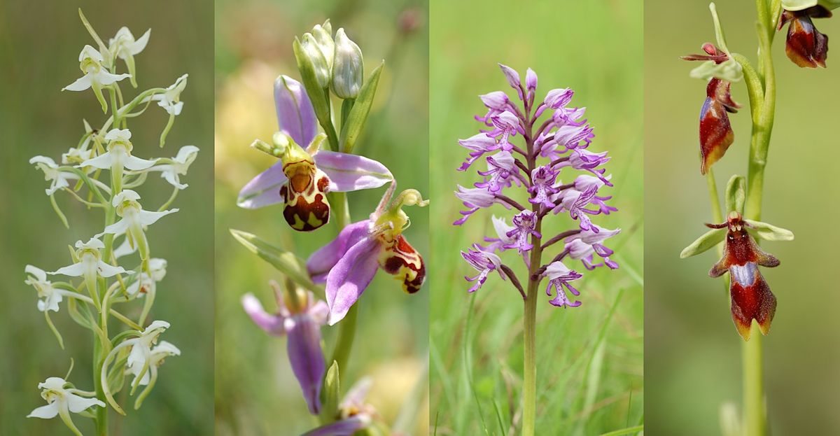 Orchid Hunting in the Chiltern Hills, Chilterns, Wallingford, 18 May ...