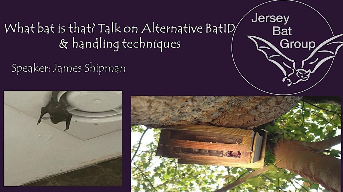 A talk on alternative bat identification and handling techniques ...