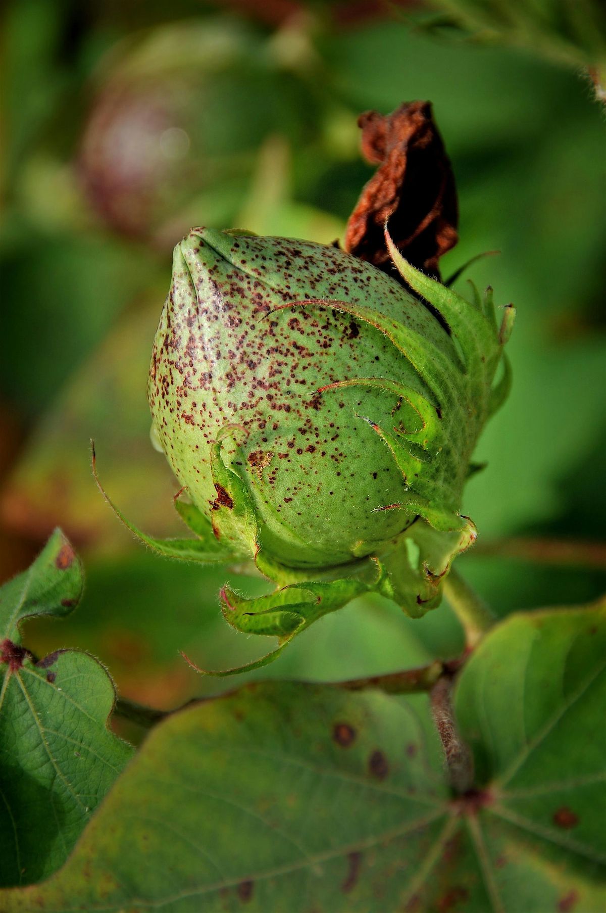 Cotton/Soybean Scouting School Northampton, 9495 NC-305, Jackson, 2 ...