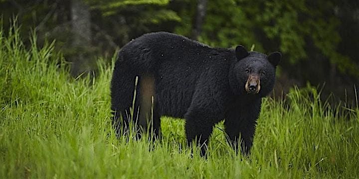 Bear Trapping Education - Upton, Moose Ridge Wilderness School, Upton ...