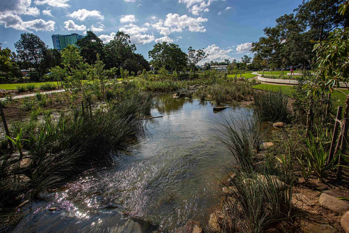N4C Bushcare Site Tours: Hanlon Park and Buranda Bushcare Sites, Stones ...