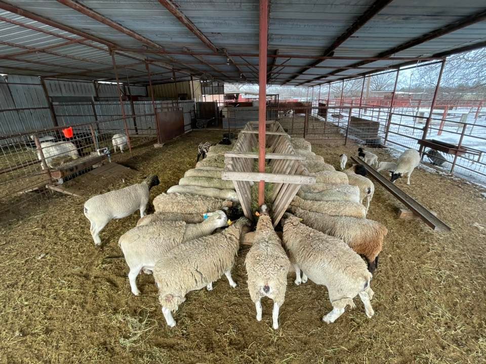 Hair Sheep Conference, The Exchange Event Center, Lorena, 25 May 2023 ...