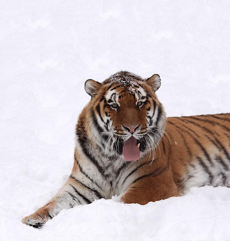Amur Tiger Encounter, Alaska Zoo, Anchorage, 11 February 2023 | AllEvents