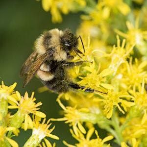 Whats the Buzz about Native Bees: Sag Moraine Native Plant Community ...
