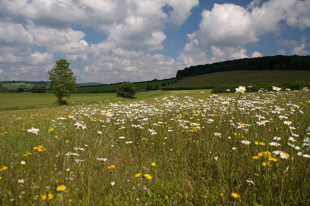 Celebrating Chilterns Chalk - a wild walk on the chalk!, Buckmoorend ...