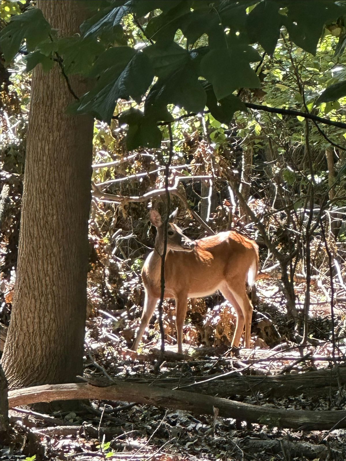 Blossom Ephemeral Wildflower Walk, Orchard Beach and Promenade, The ...