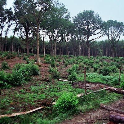 Introduction to Coppice Silviculture, Glenealy Village Hall, 24 ...