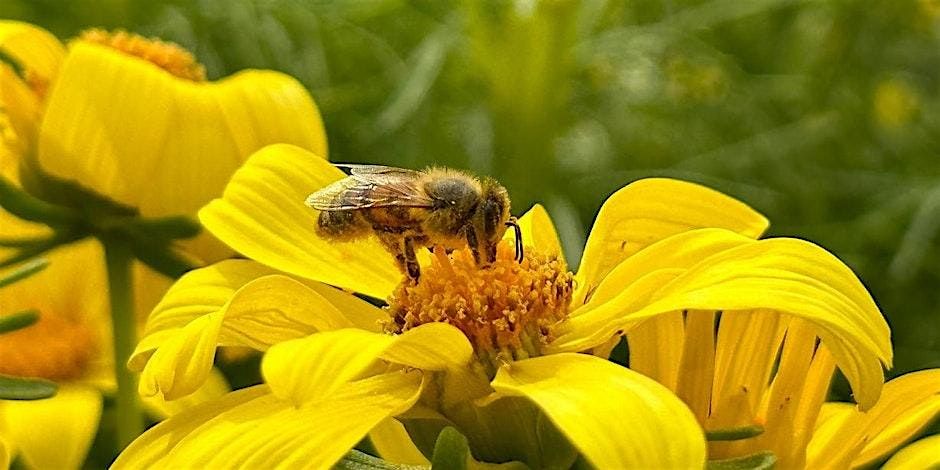 Expedition LA: Creating Pollinator Habitats with California Native ...
