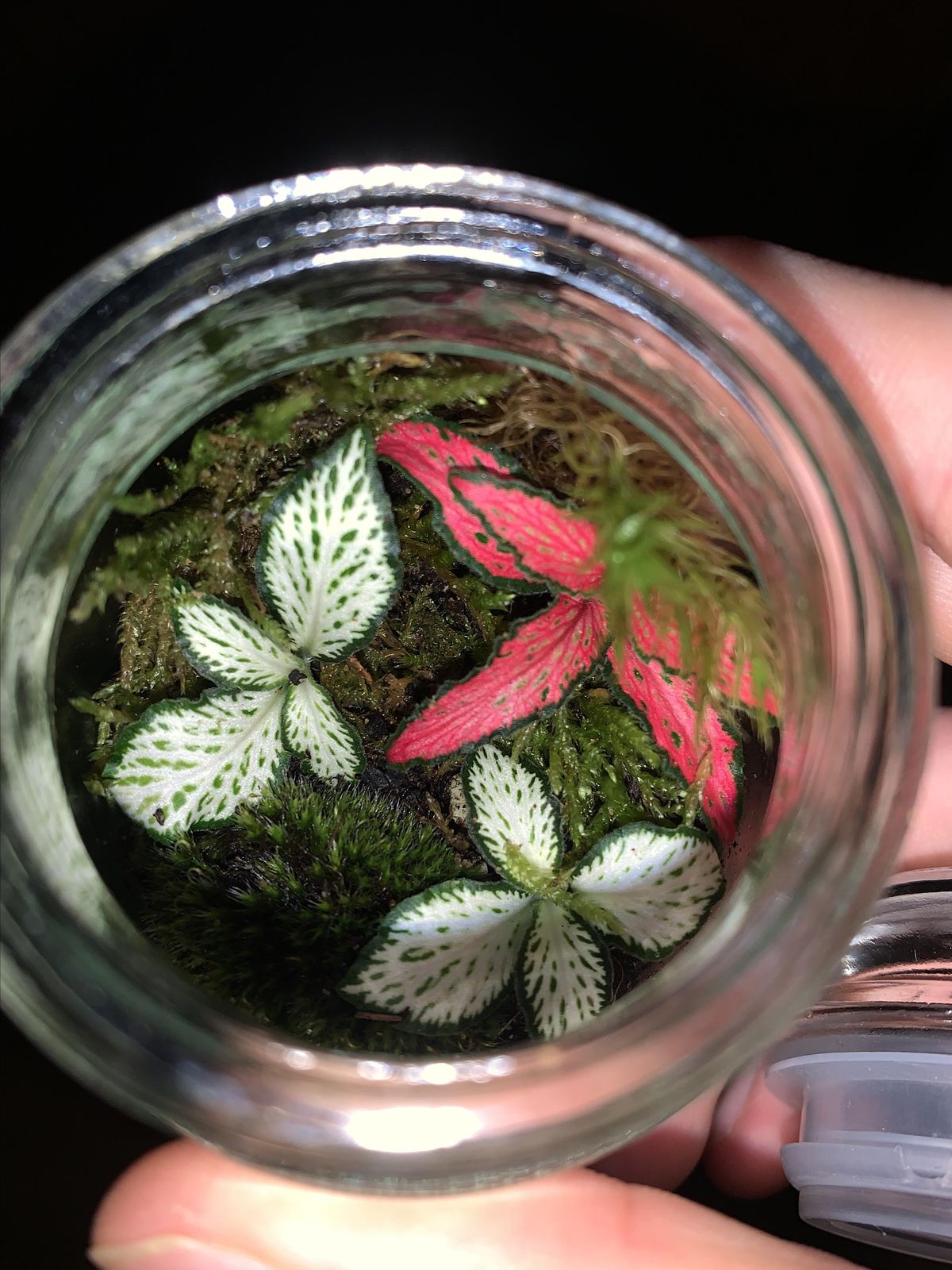 Terrarium making workshop, St John's Campus, Worcester, 5 March 2024 ...