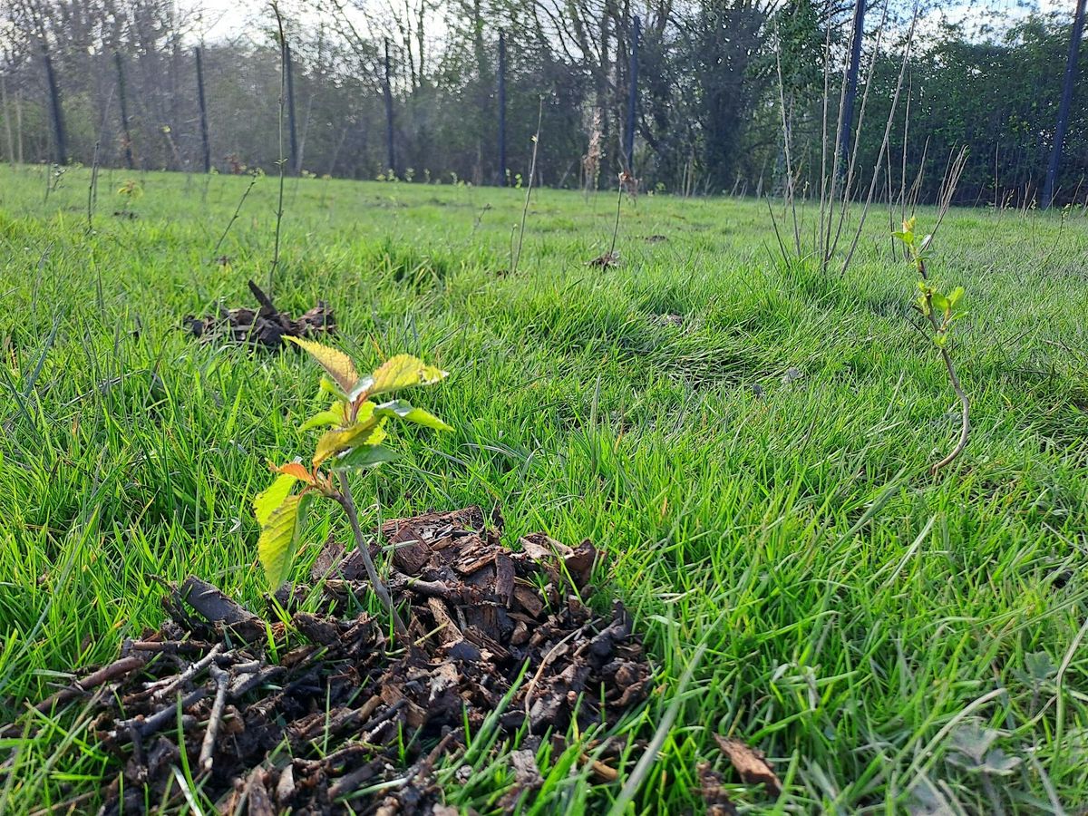 Loxley Rec Ground Mega Mulch, Loxley Recreation Ground, Sheffield, 27 ...