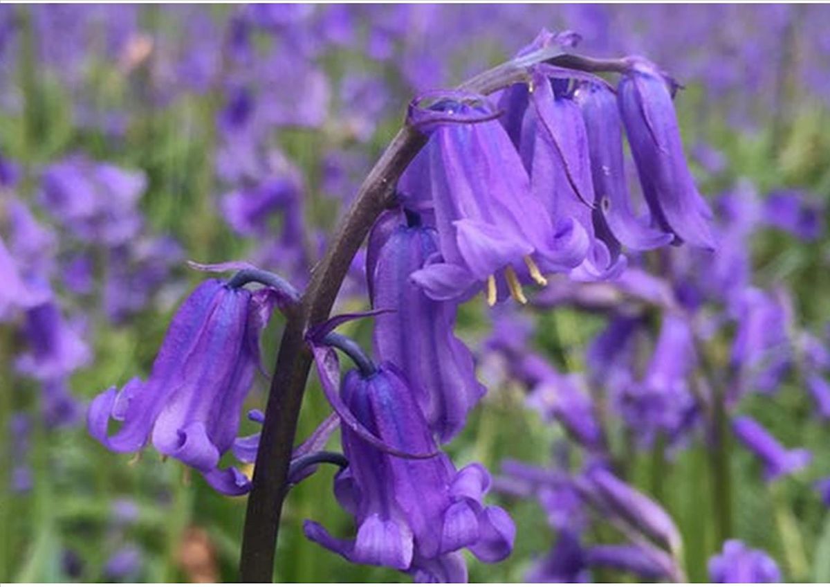 Photography - Beautiful Bluebells, Nower Wood Educational Nature ...